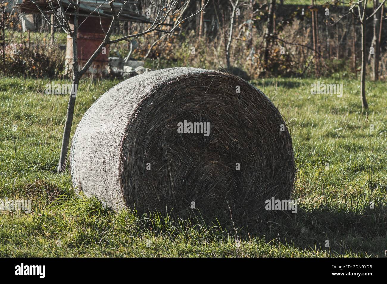 A selective focus shot of a bale of hay in a green field Stock Photo ...