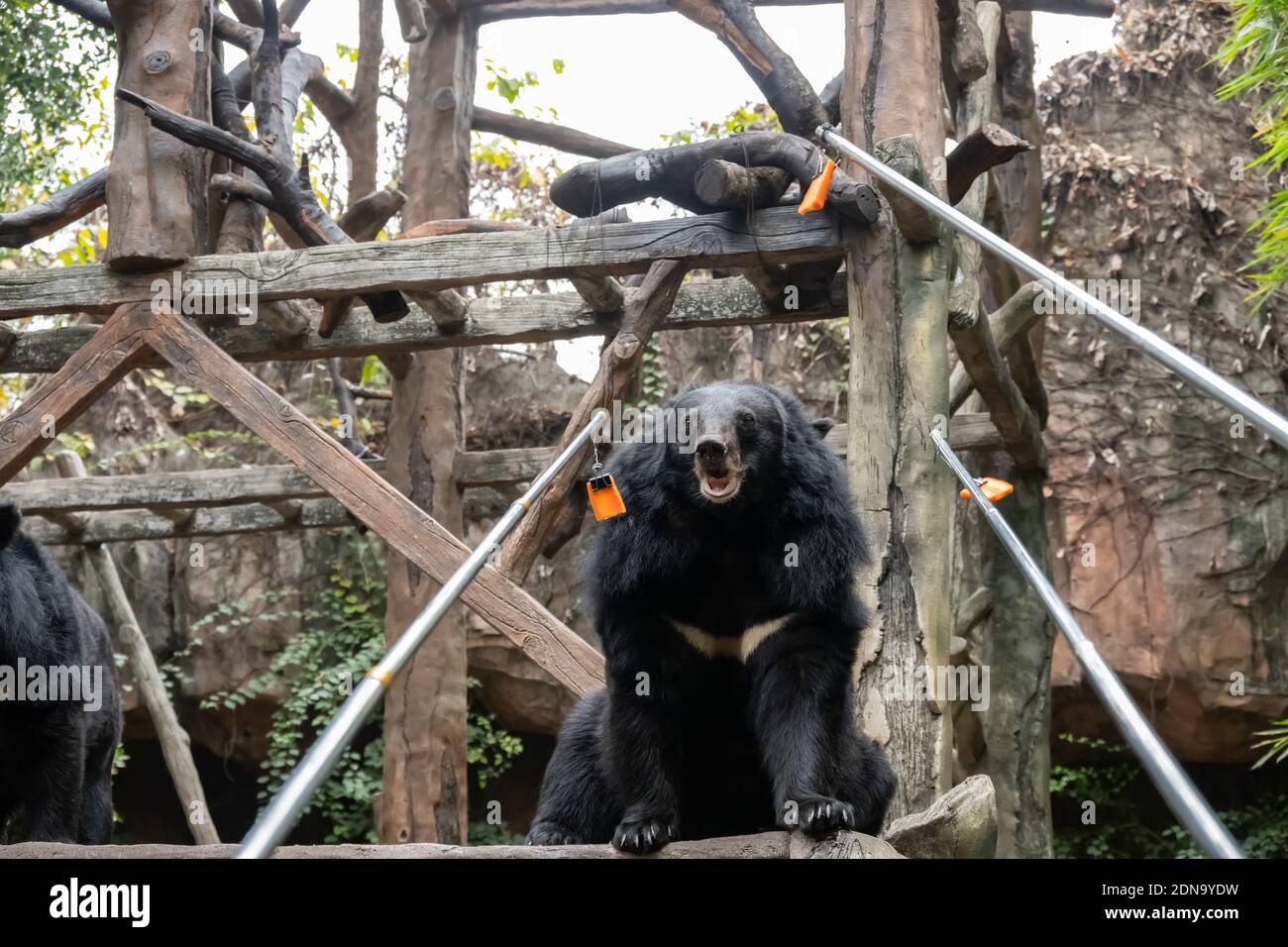 feeding bear with carrots in a zoo Stock Photo - Alamy