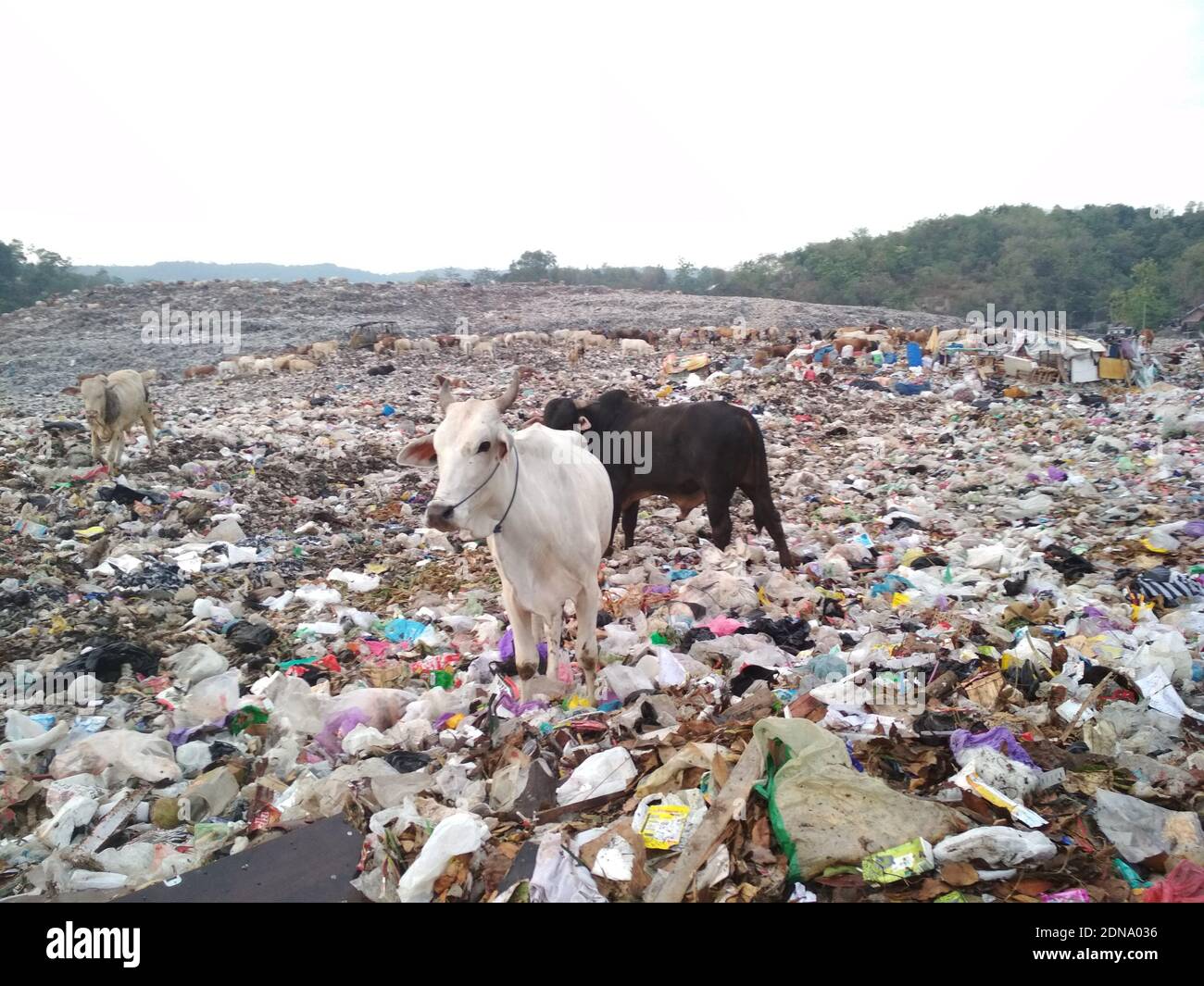 Cattle garbage hi-res stock photography and images - Alamy