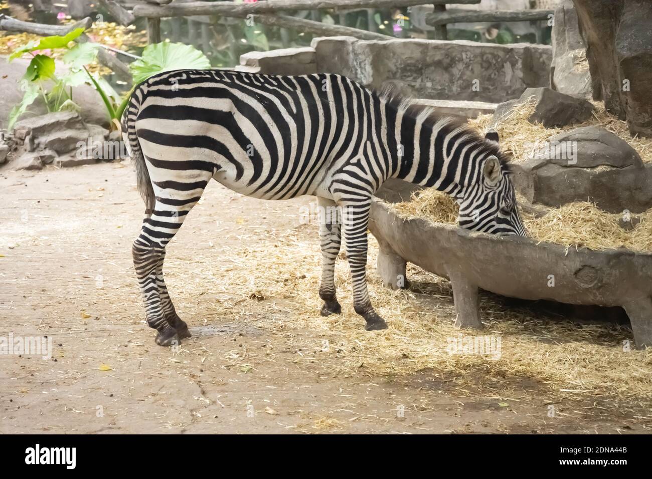 zebra eating grass in a zoo Stock Photo - Alamy