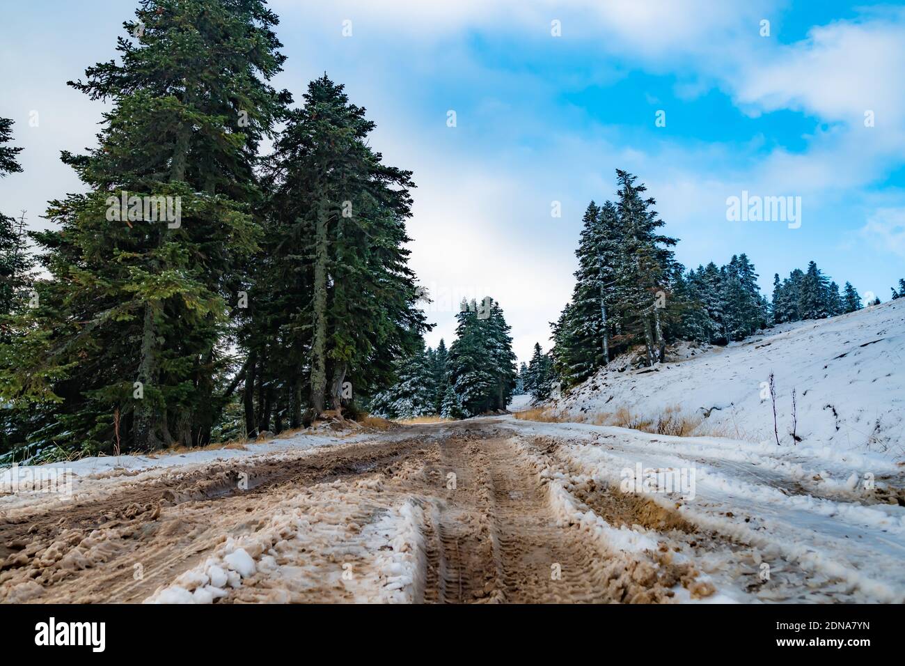 Trees Middle East Forest High Resolution Stock Photography and Images ...