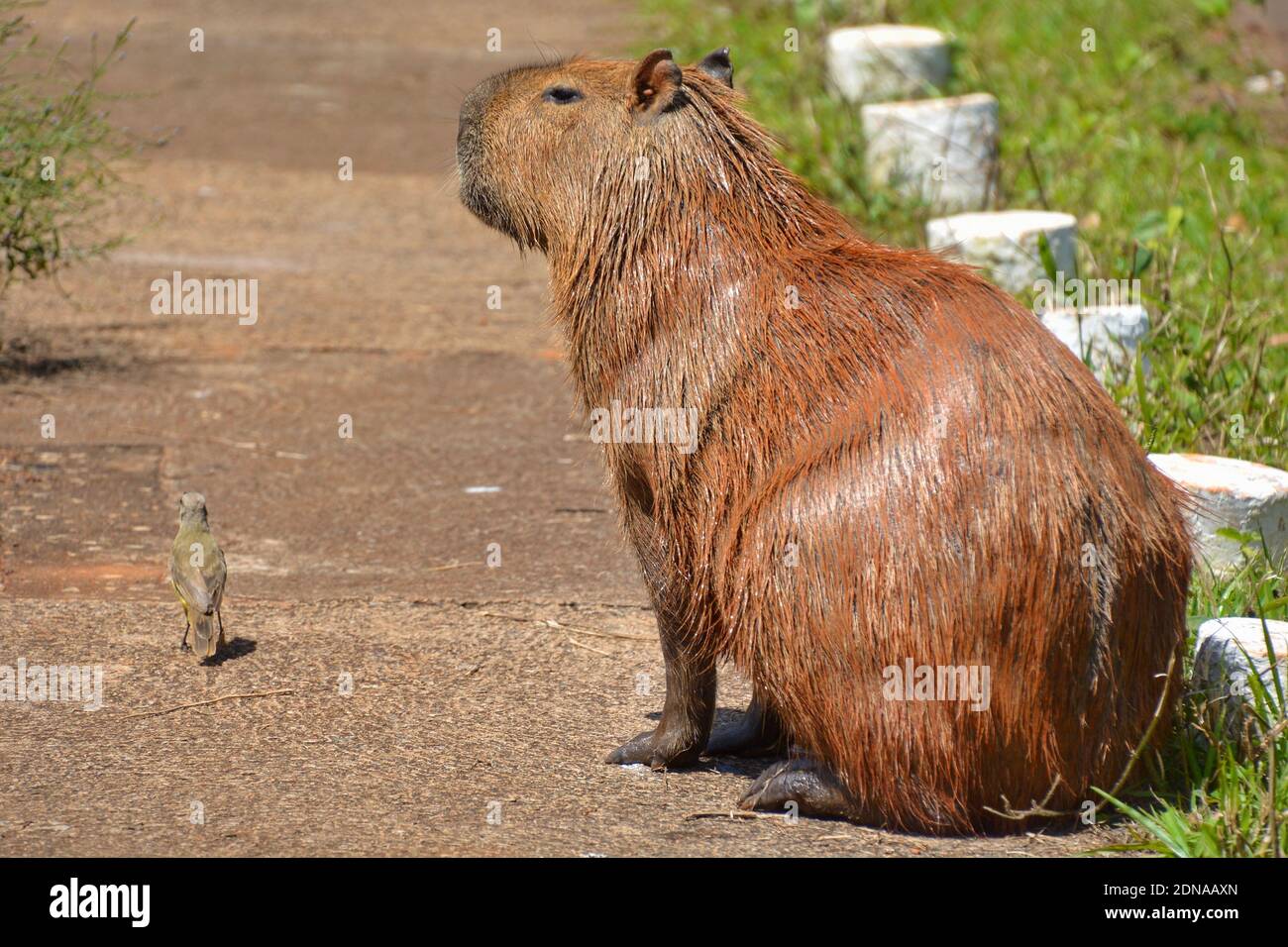 Capybara in zoo hi-res stock photography and images - Alamy