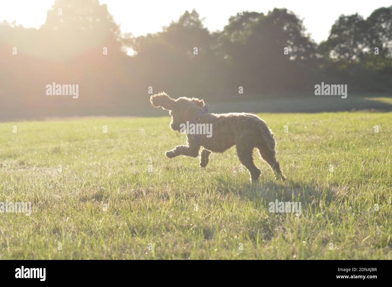 Cockapoo Side View High Resolution Stock Photography and Images - Alamy