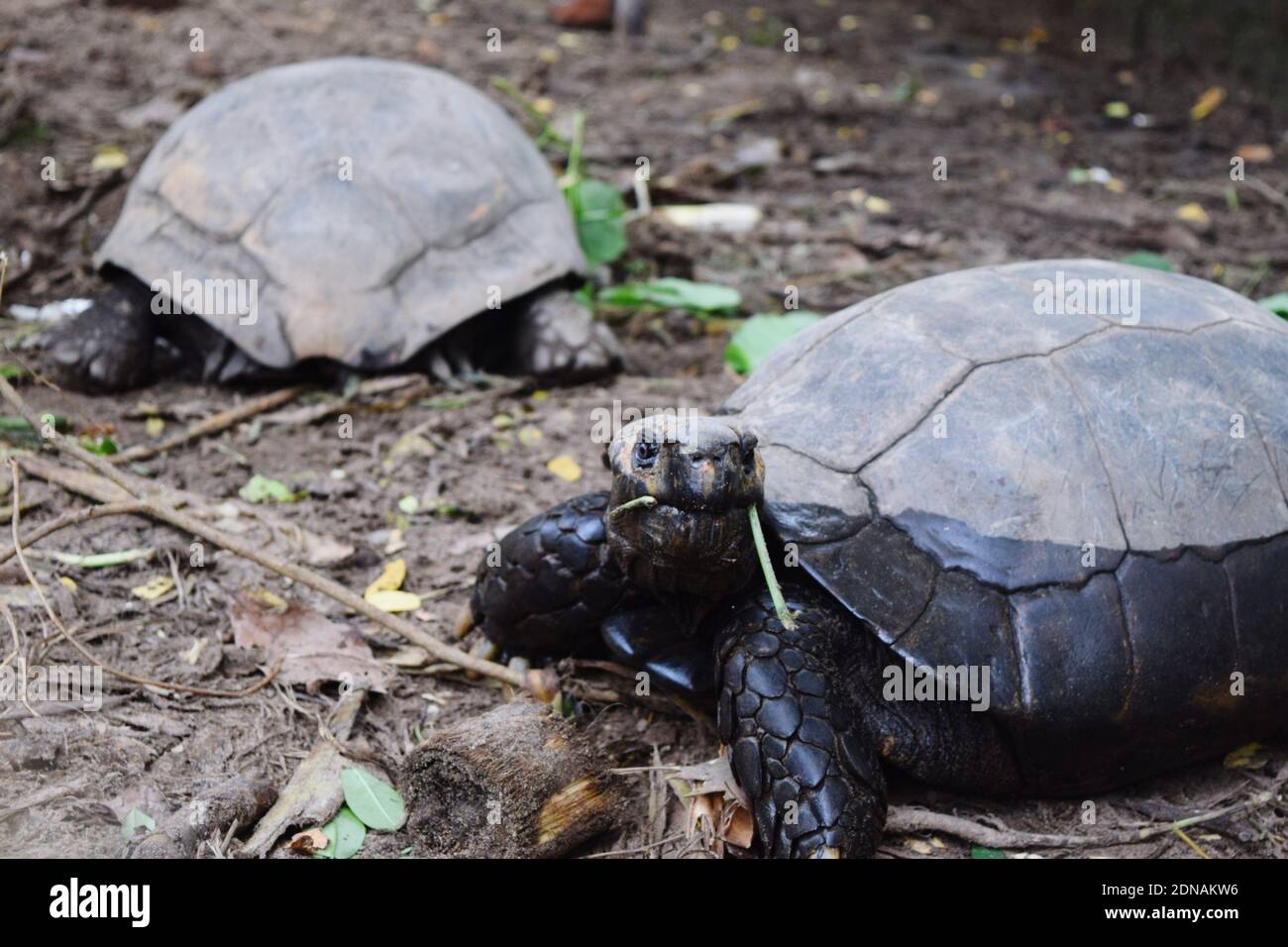 Turtle mating High Resolution Stock Photography and Images - Alamy