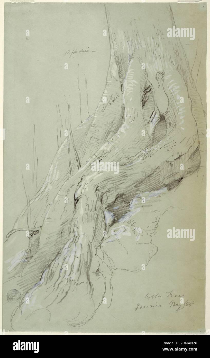 Pencil Drawing Of Tree Roots