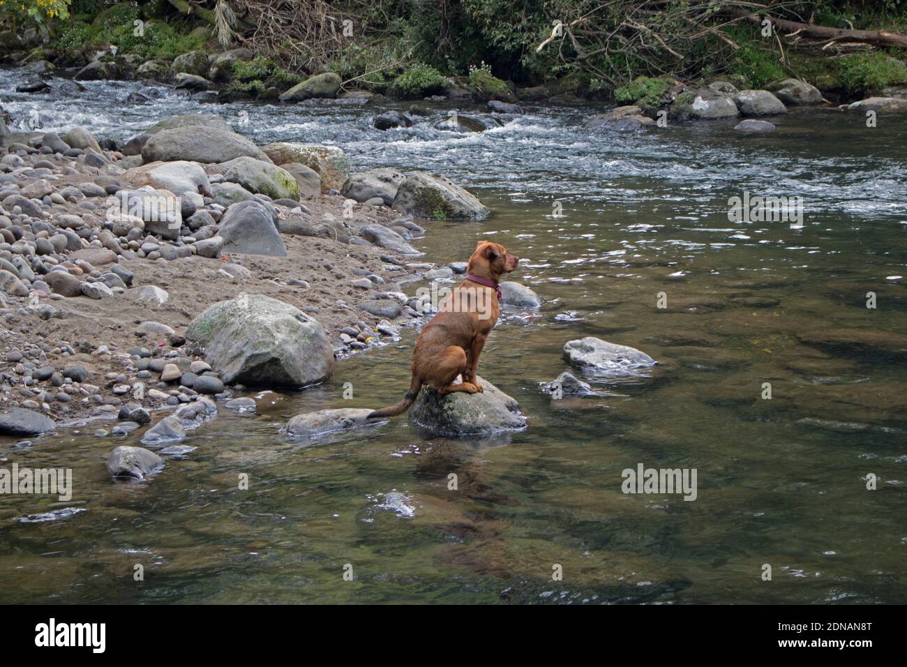 Dog sitting on rock in river Stock Photo - Alamy