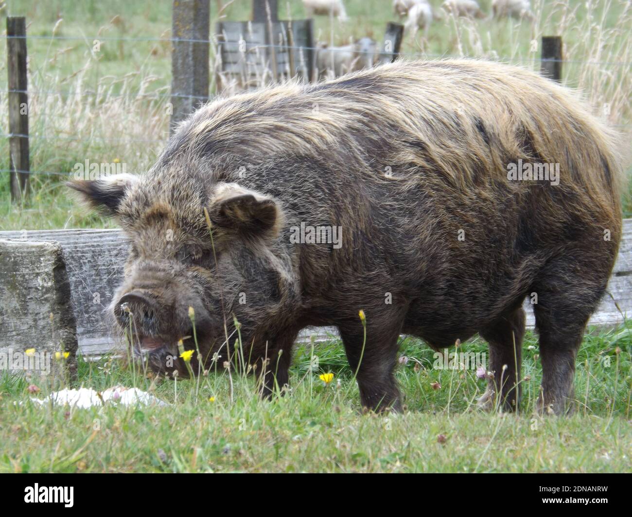 New Zealand Kunekune Pig Stock Photo - Alamy