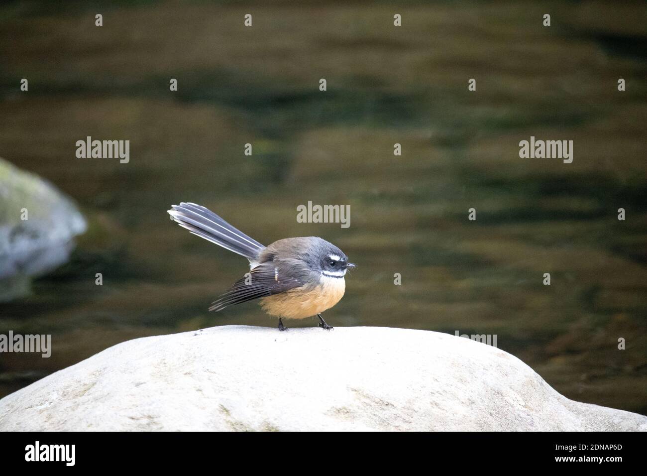 Fantail, pīwakawaka in New Zealand Stock Photo - Alamy