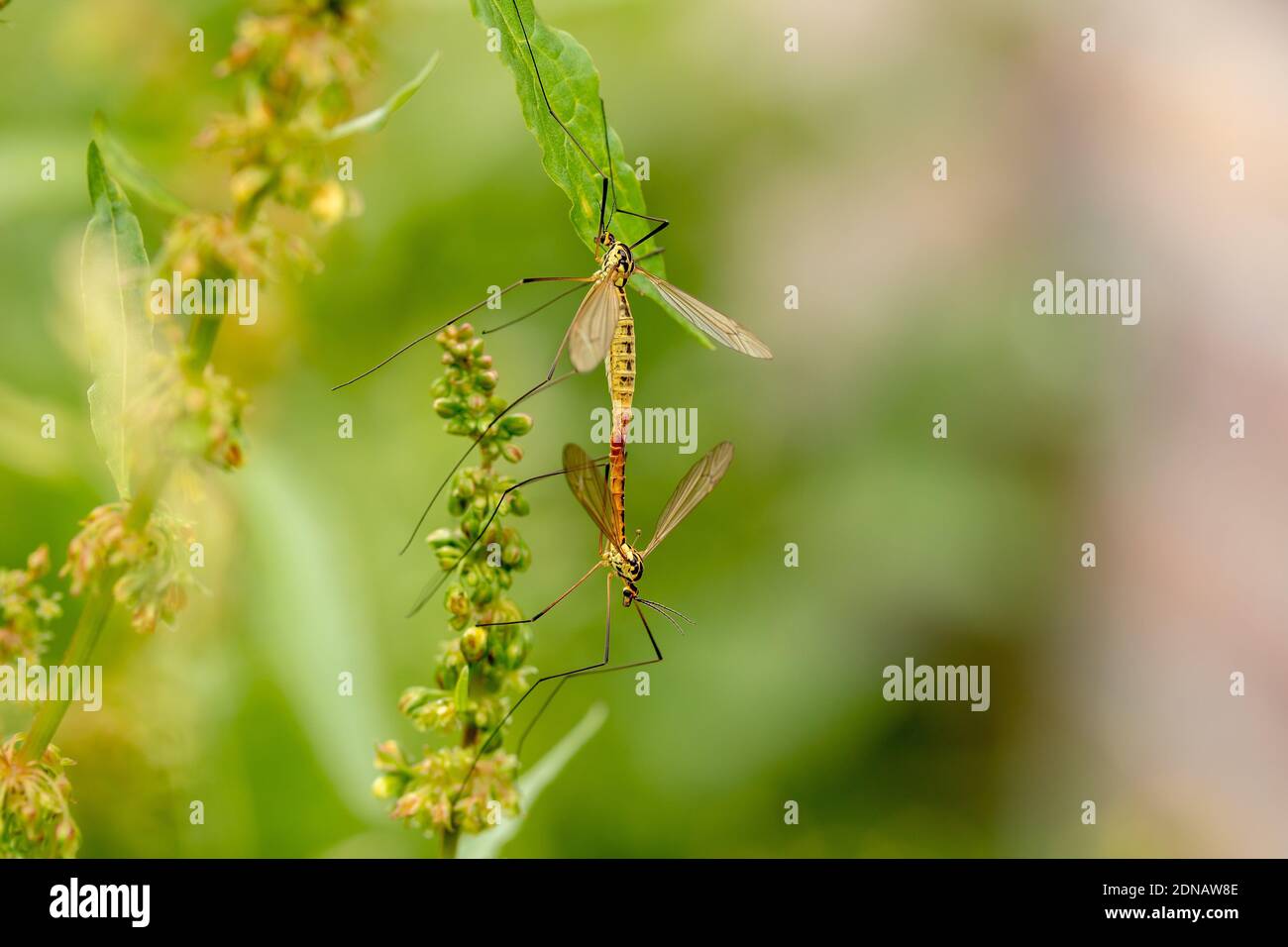 Mosquitoes mating hi-res stock photography and images - Alamy