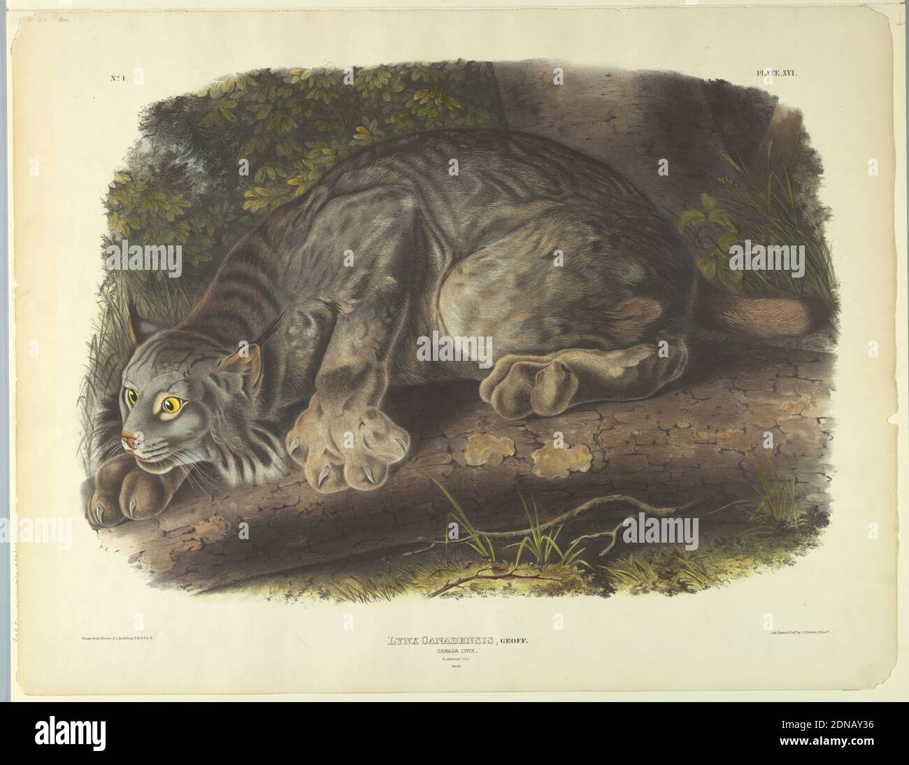 Canada Lynx, John James Audubon, 1780 – 1851, Hand-colored lithograph ...