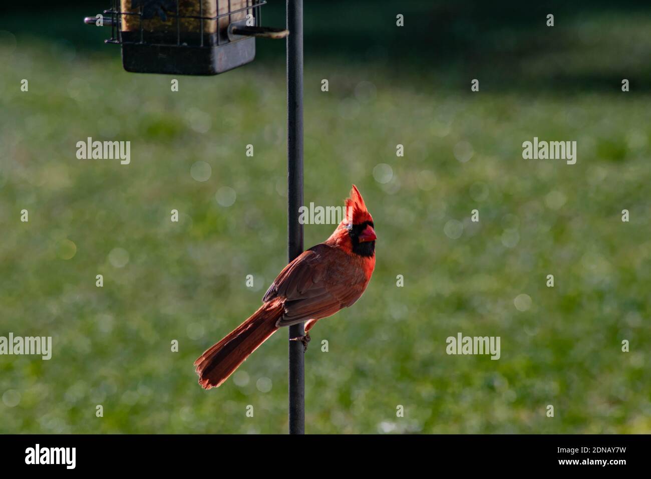 Cardinal pole hi-res stock photography and images - Alamy