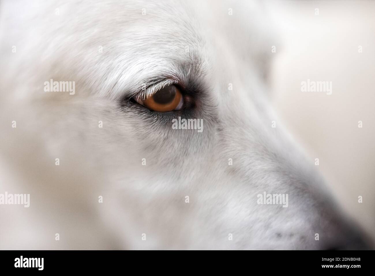 Eye of a Labrador Retriever, selective focus Stock Photo - Alamy