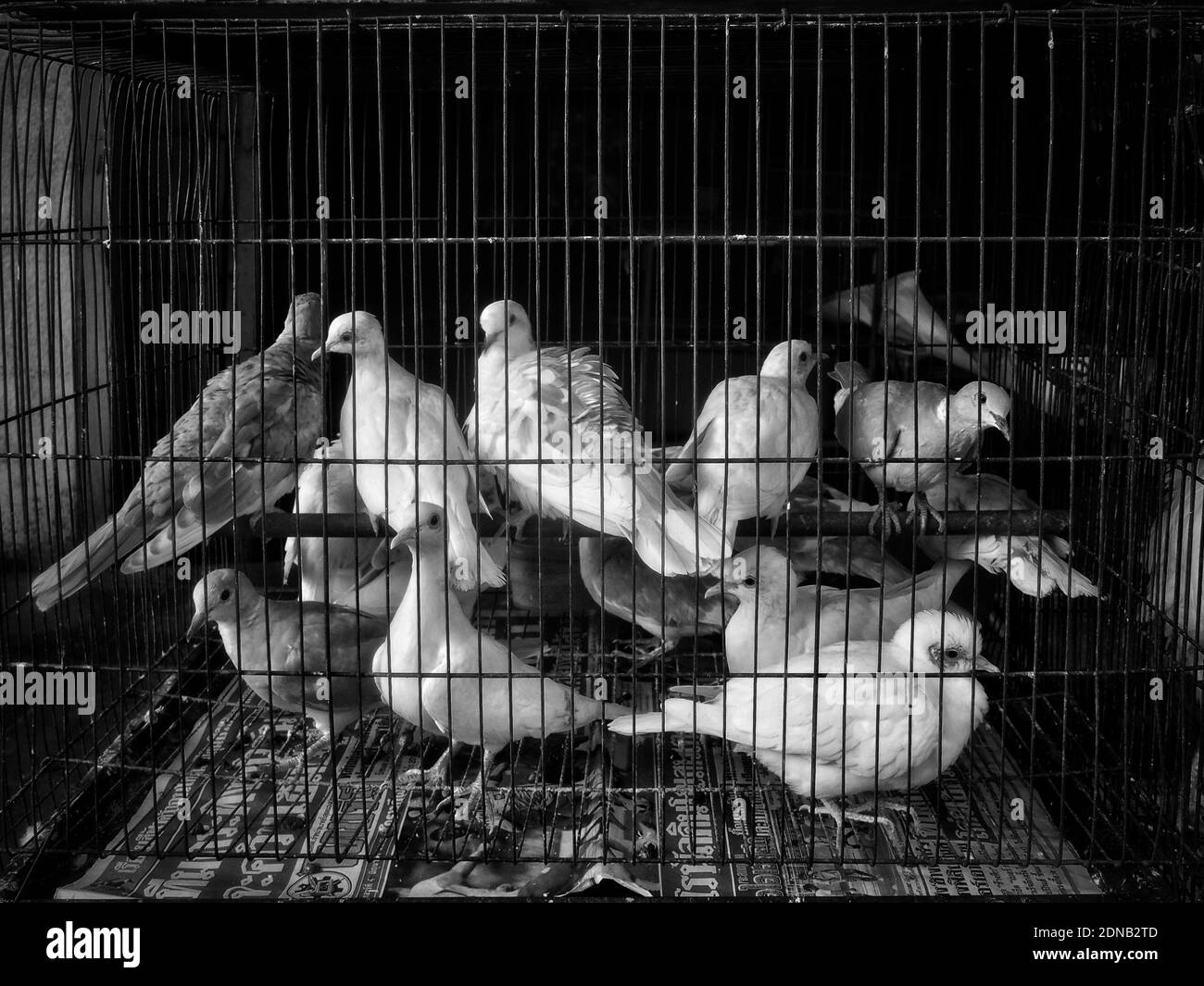 Trapped cage prison bird Black and White Stock Photos & Images - Alamy