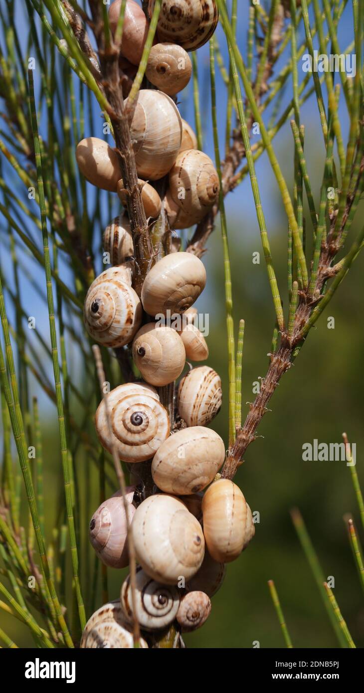 Porto santo madeira wildlife hi-res stock photography and images - Alamy