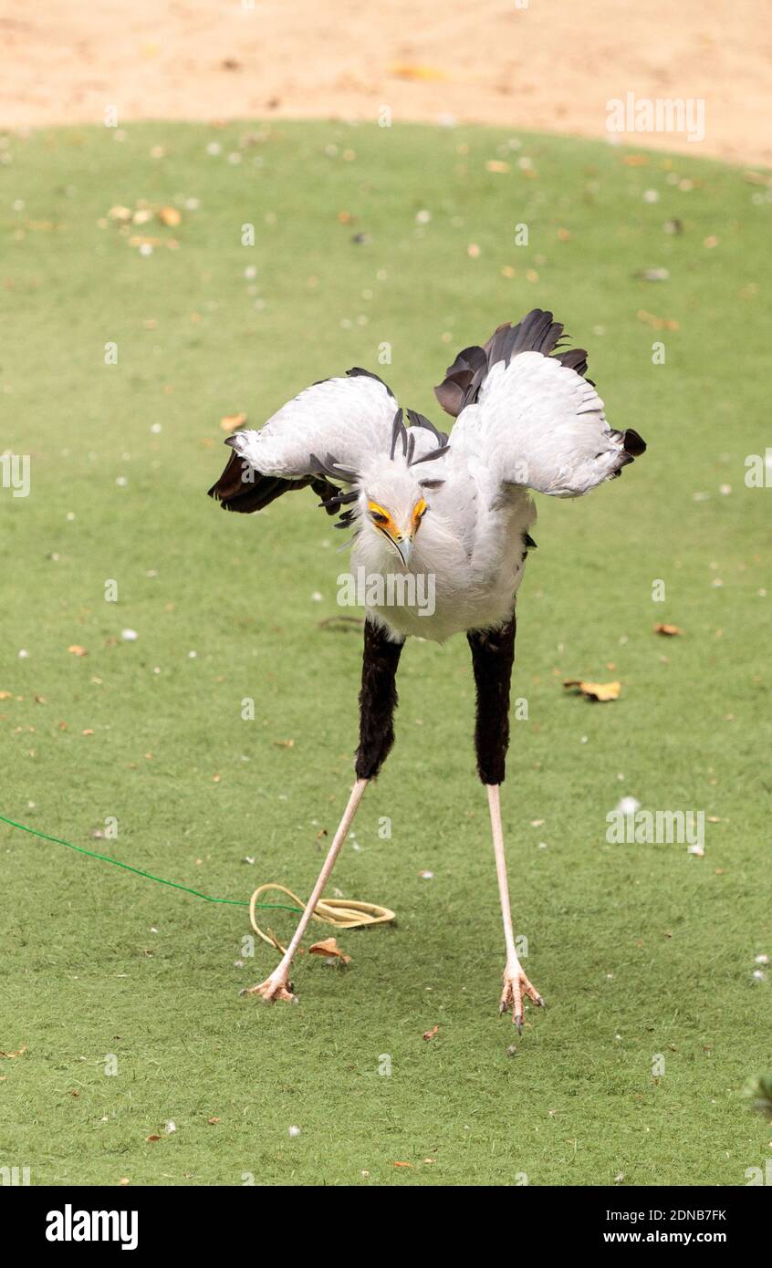 Stomp prey hi-res stock photography and images - Alamy