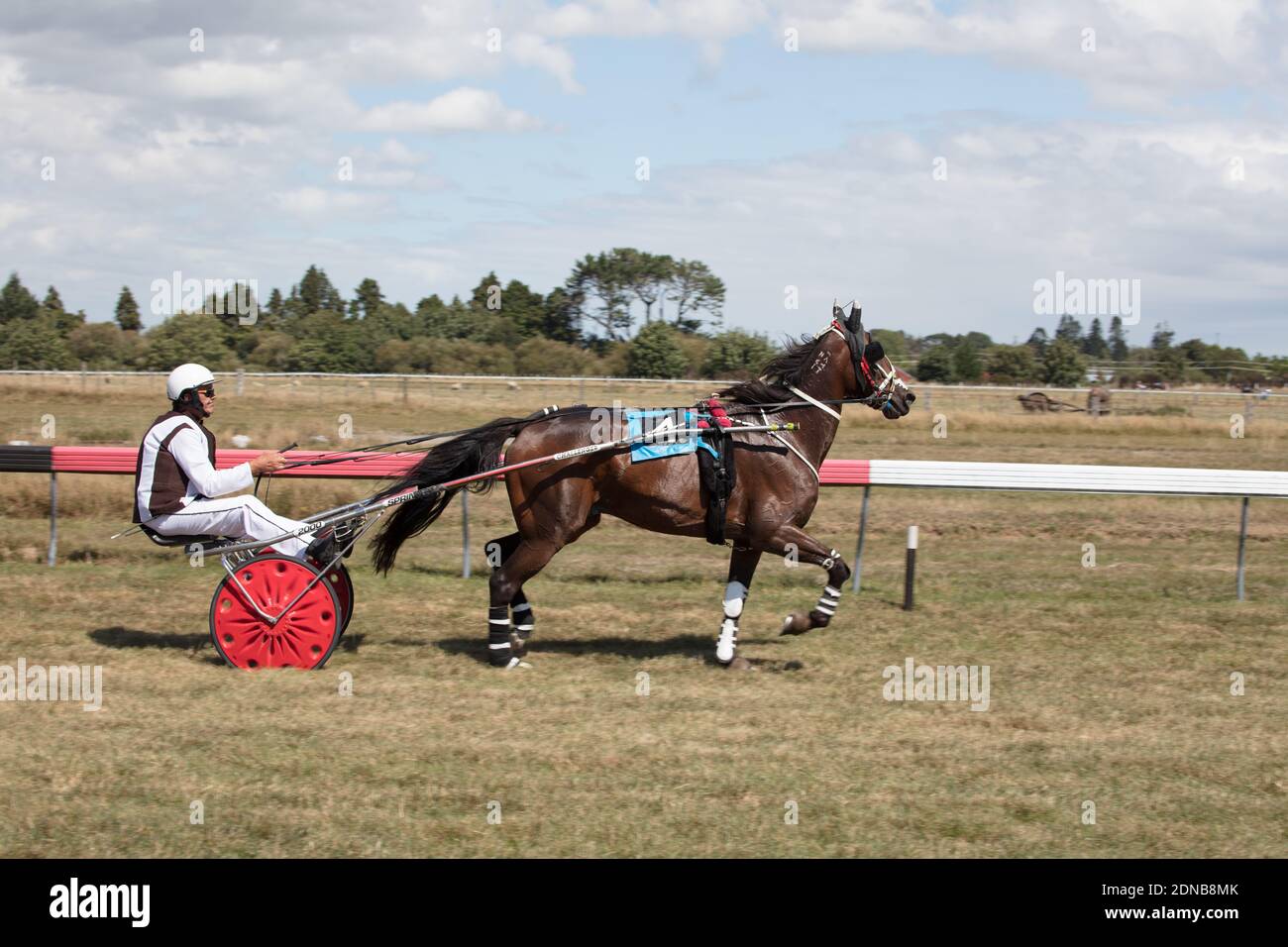 Standardbred horse hi-res stock photography and images - Alamy