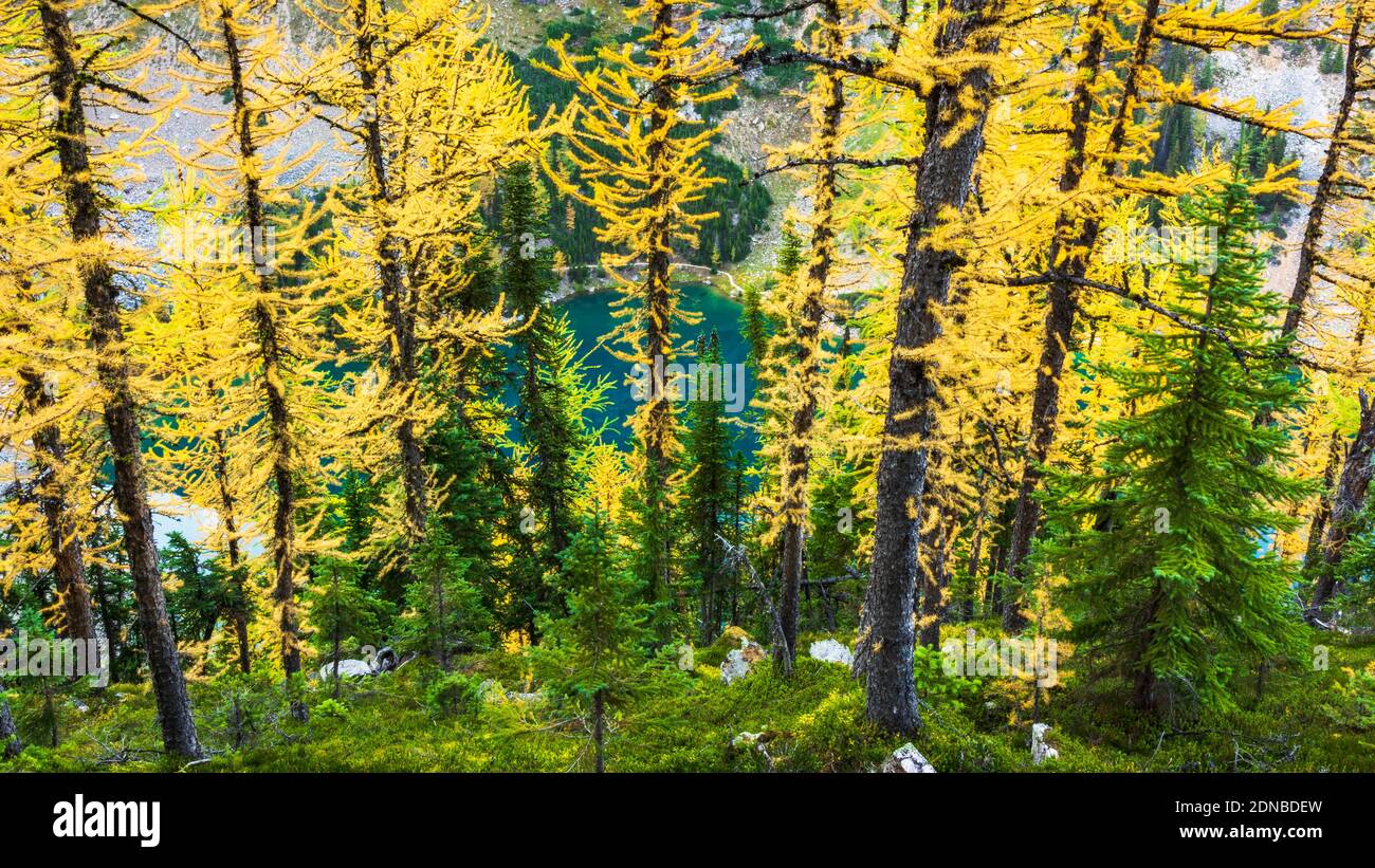 Fall trees banff hi-res stock photography and images - Alamy