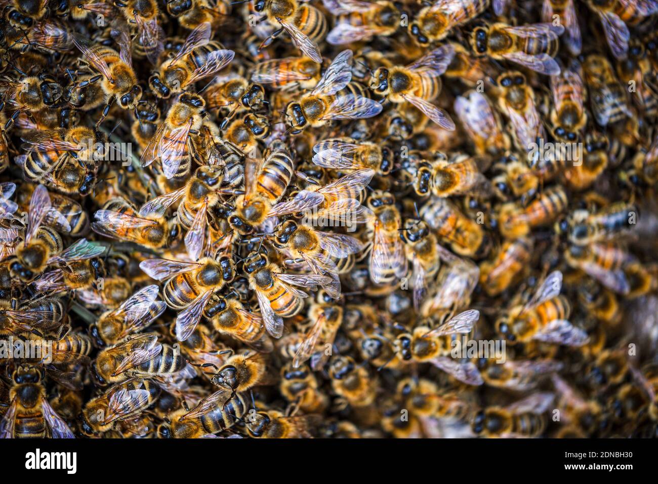 Protecting the queen hi-res stock photography and images - Alamy