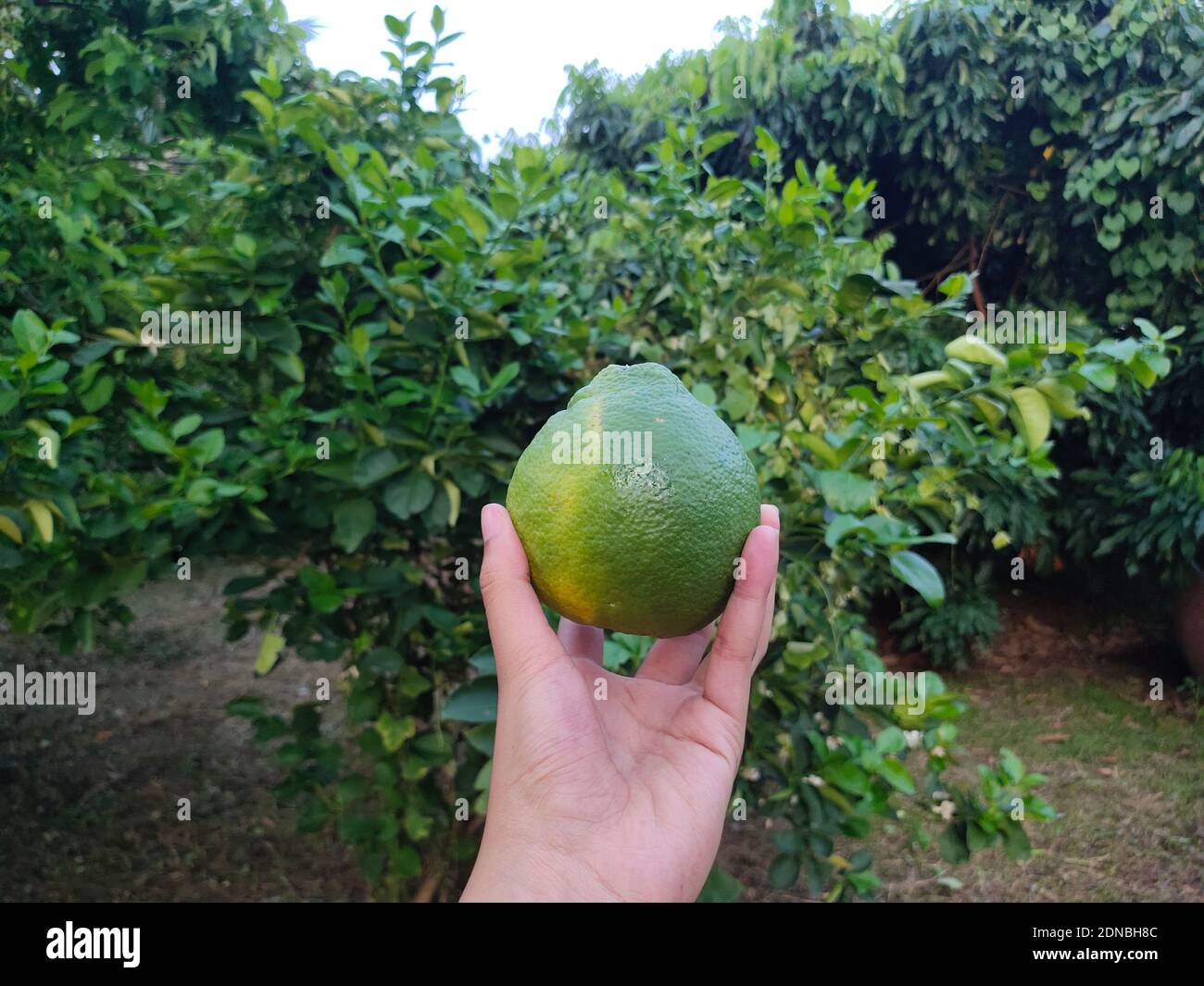 Finger lime tree hi-res stock photography and images - Alamy