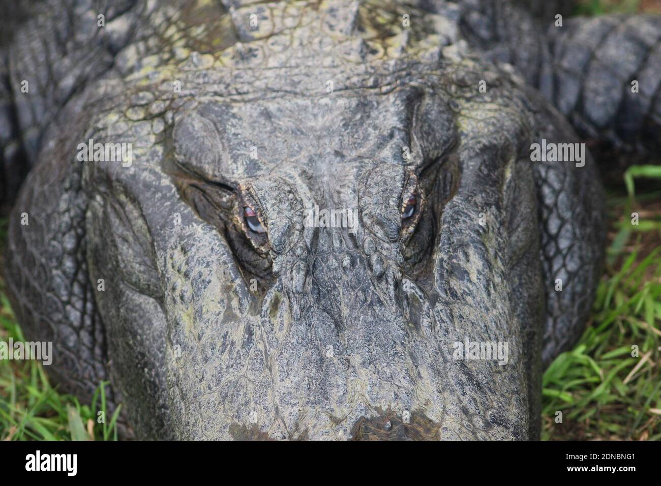 Alligator teeth warning sign hi-res stock photography and images - Alamy