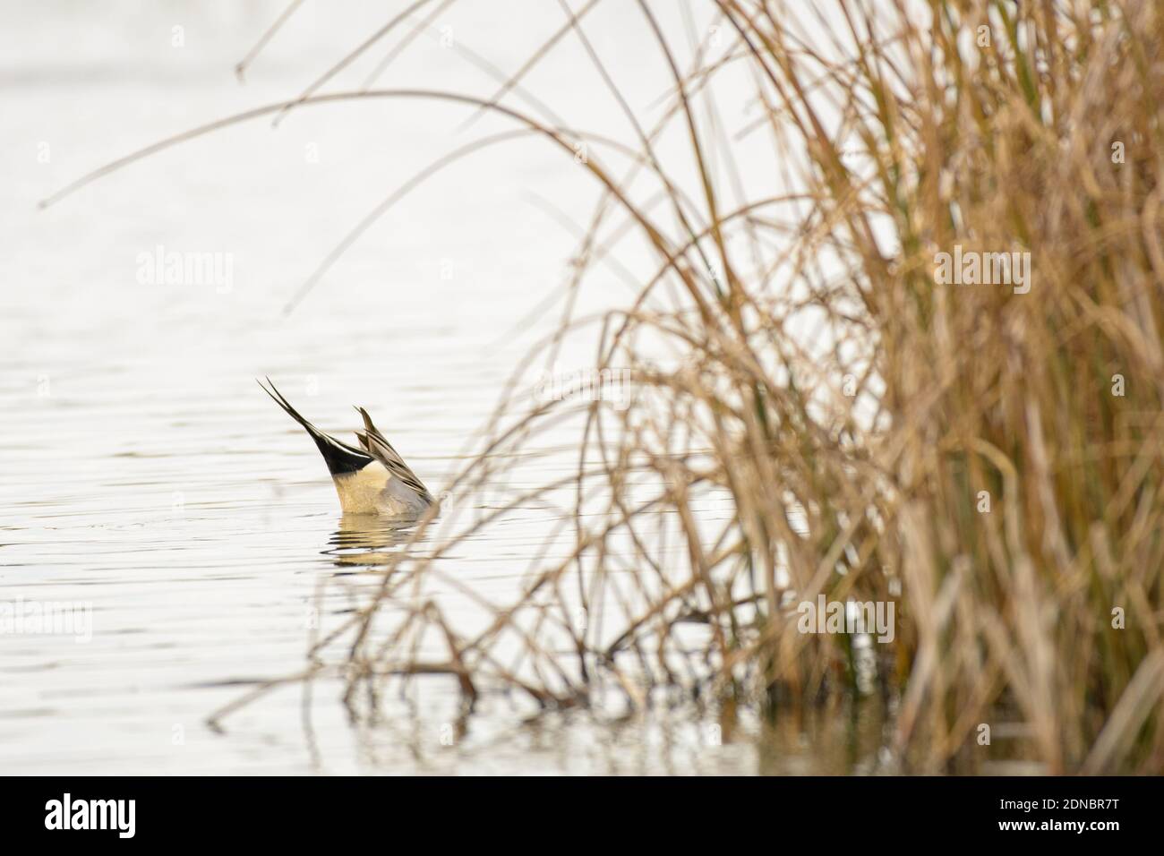 Ducks bobbing hi-res stock photography and images - Alamy