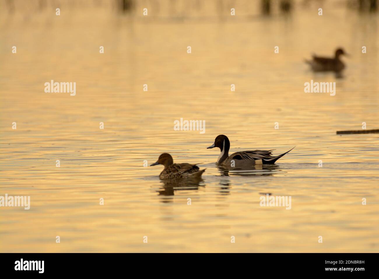 Pintail hen hi-res stock photography and images - Alamy