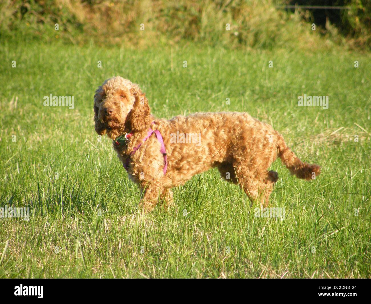 Cockapoo Side View High Resolution Stock Photography and Images - Alamy