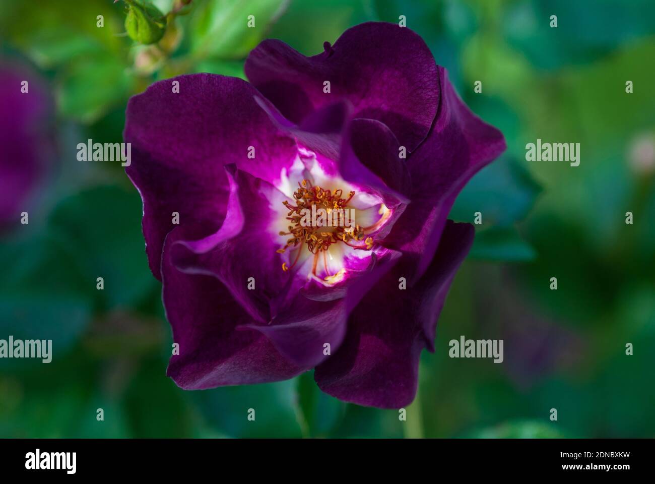 Dark purple semi-double shrub rose (Route 66 breed) by Carruth, USA ...