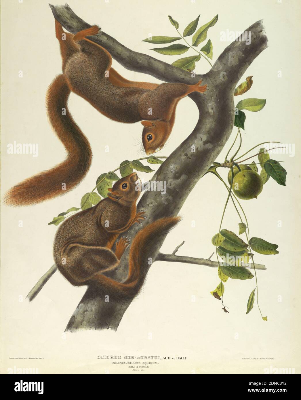 Orange-Bellied Squirrel, John James Audubon, 1780 – 1851, Hand-colored ...