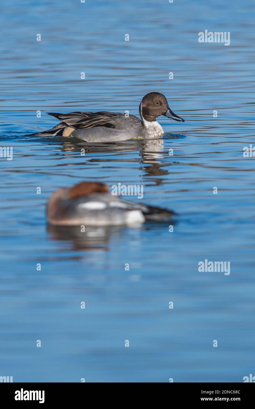 Male female northern pintail anas hi-res stock photography and images ...