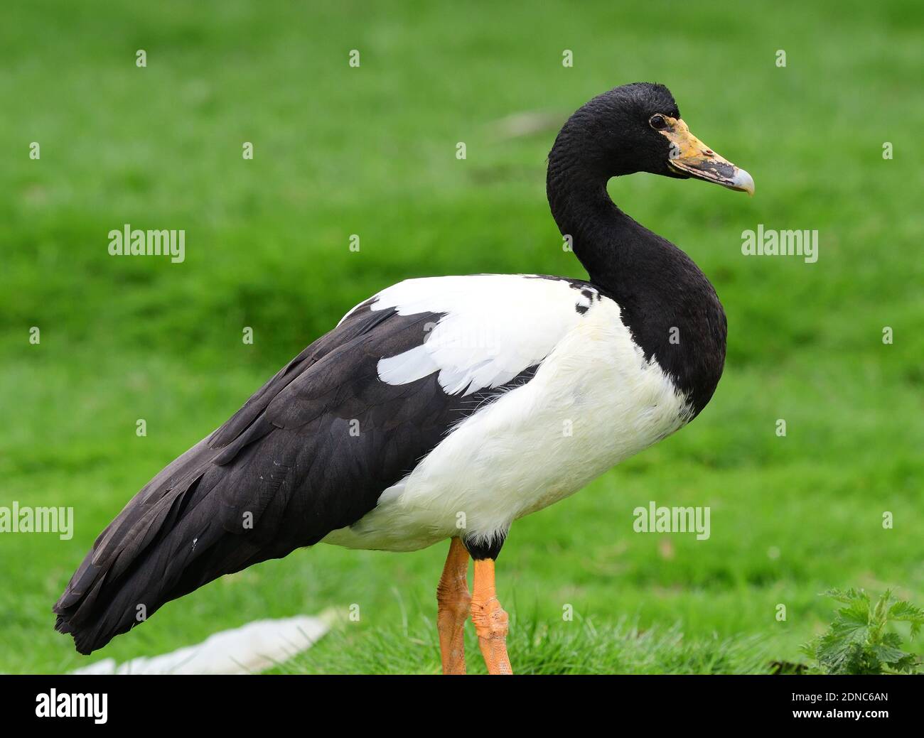 One magpie goose hi-res stock photography and images - Alamy