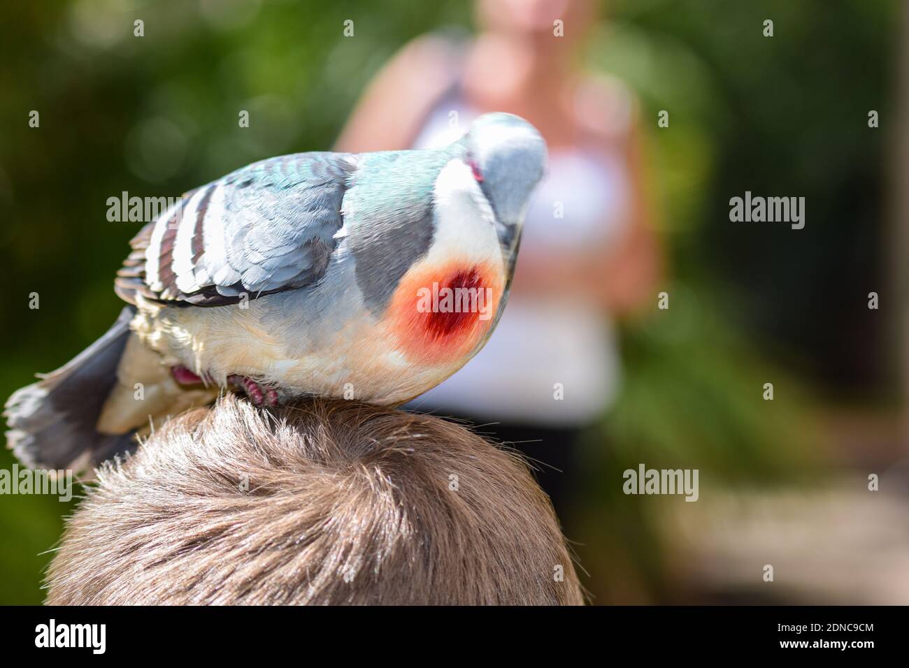 Bleeding heart bird hi-res stock photography and images - Alamy
