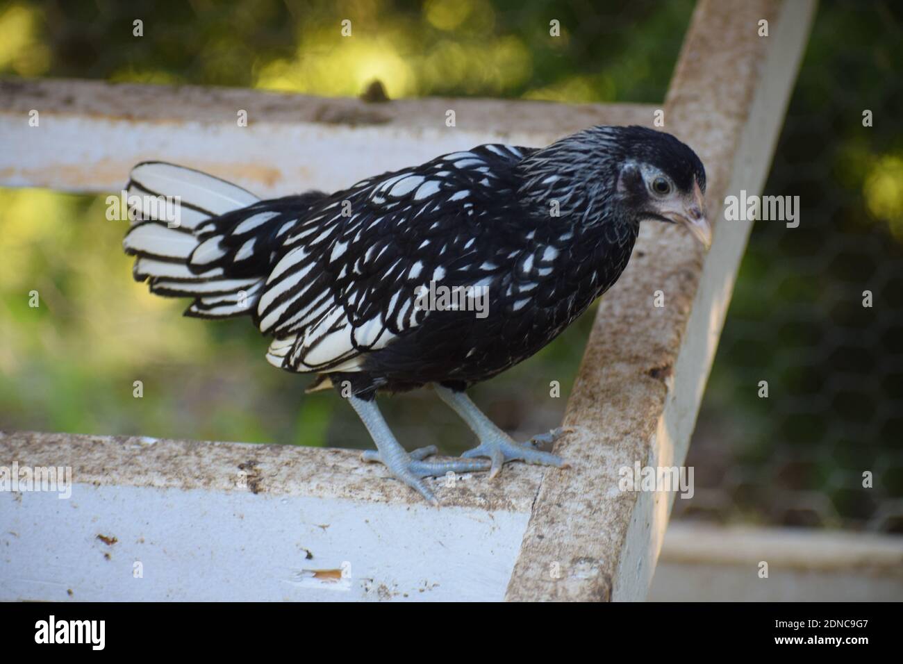 Silver sebright chicken hi-res stock photography and images - Alamy