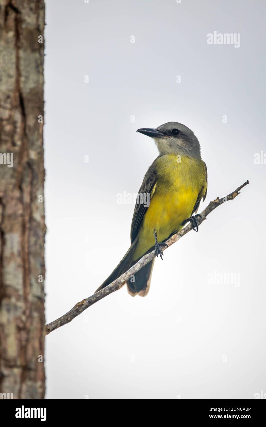 Boat Billed Flycatcher