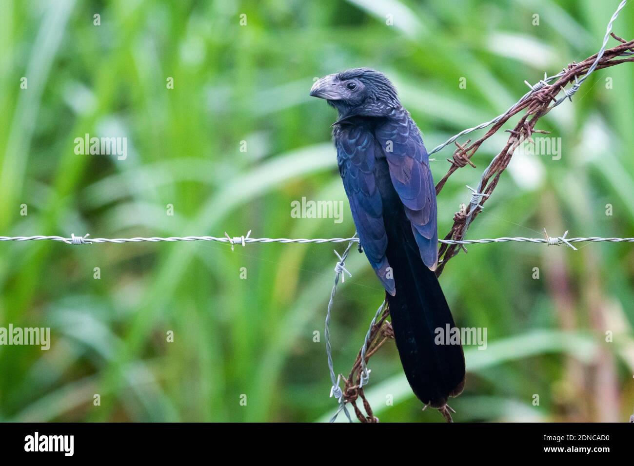 Groove-billed ani tropical bird close up portrait in the forest Stock ...