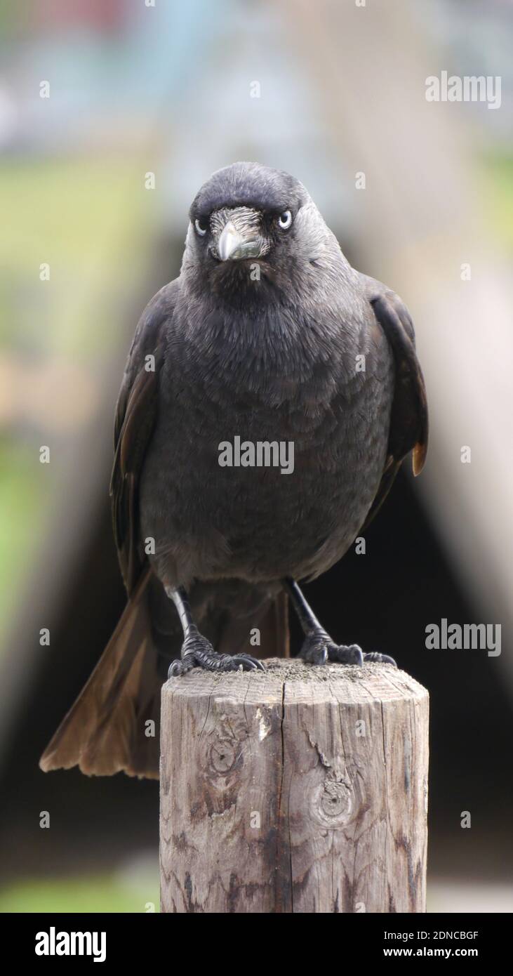 Full attention on prey hi-res stock photography and images - Alamy