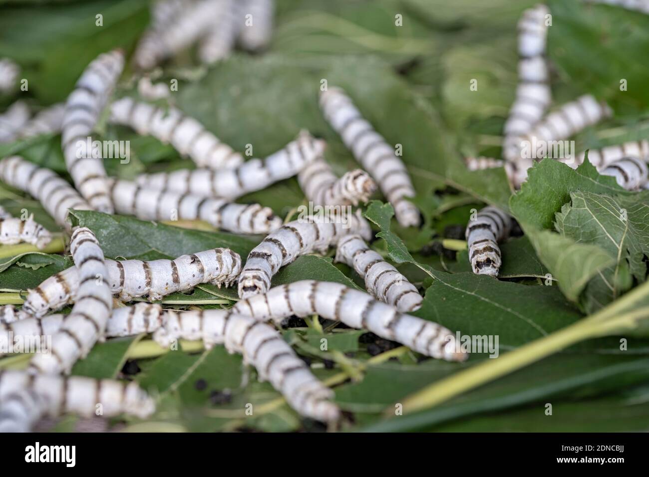 White Mulberry Silk Worms High Resolution Stock Photography and Images ...