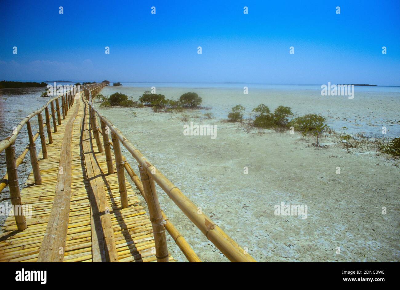 Mangroves and swampland seen from a footbridge on the Olango Island ...