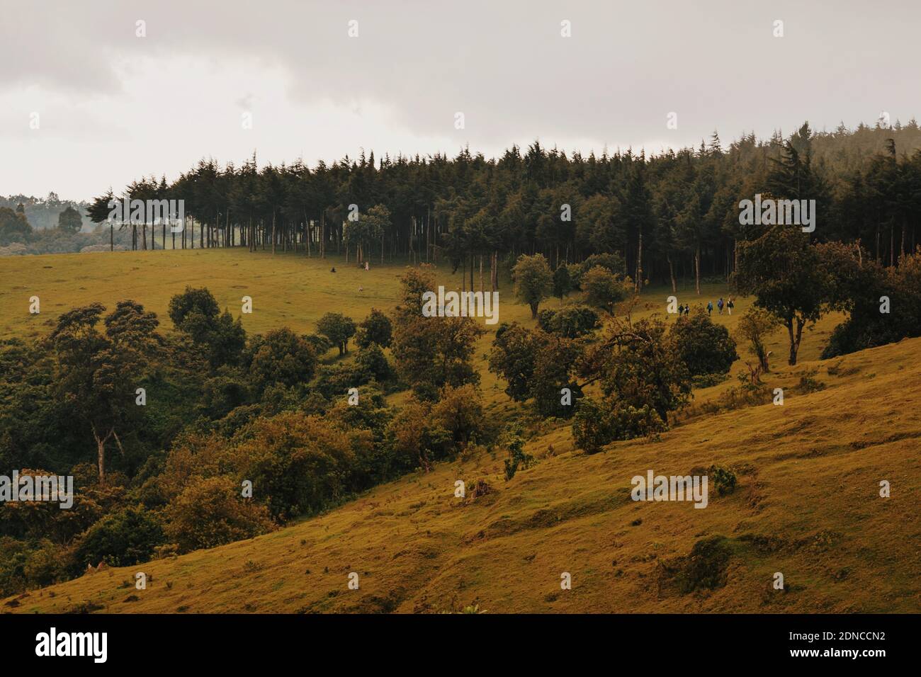 Kijabe forest hi-res stock photography and images - Alamy