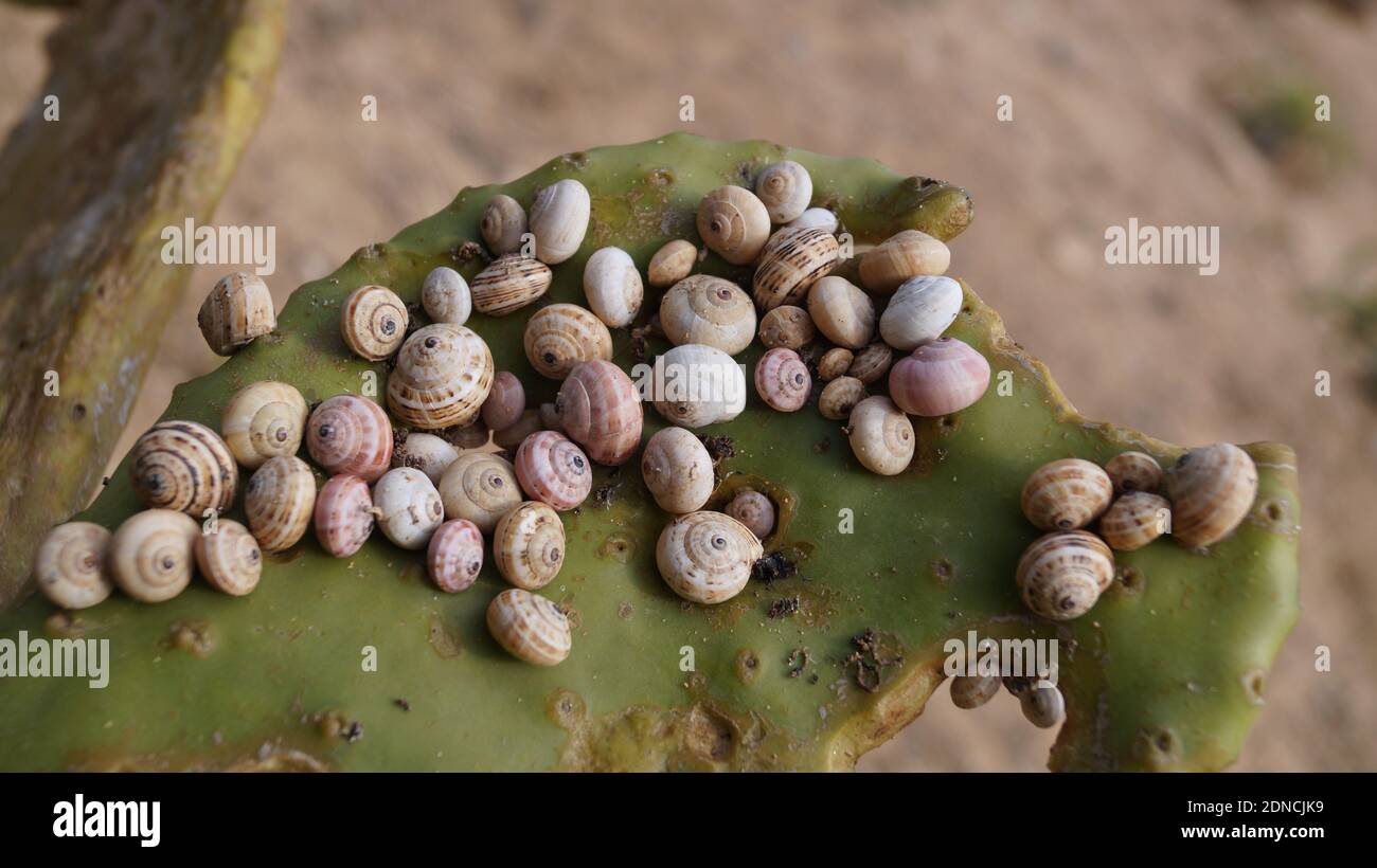 Porto santo madeira wildlife hi-res stock photography and images - Alamy