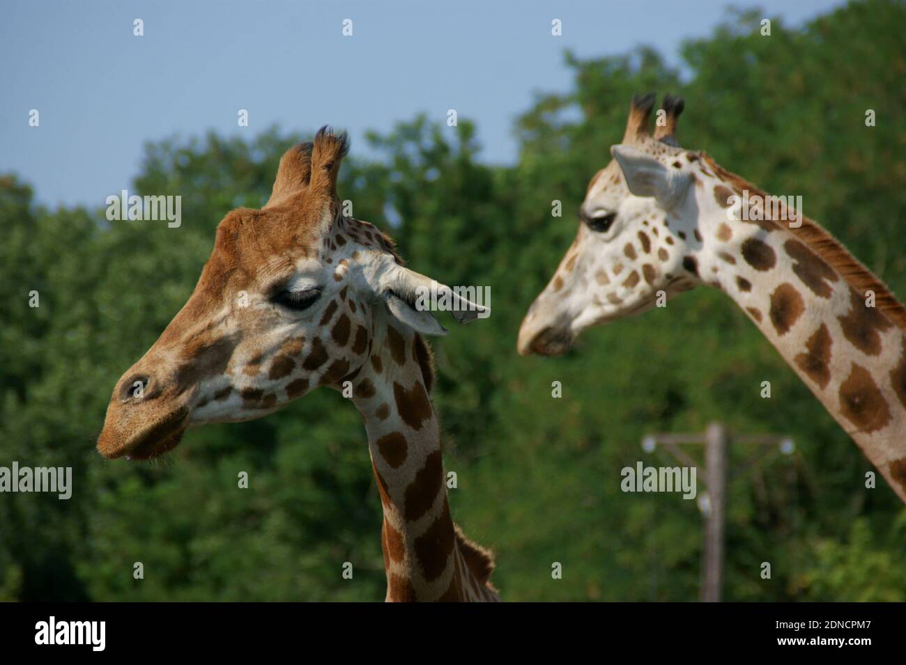 Berlin zoo giraffe hi-res stock photography and images - Alamy
