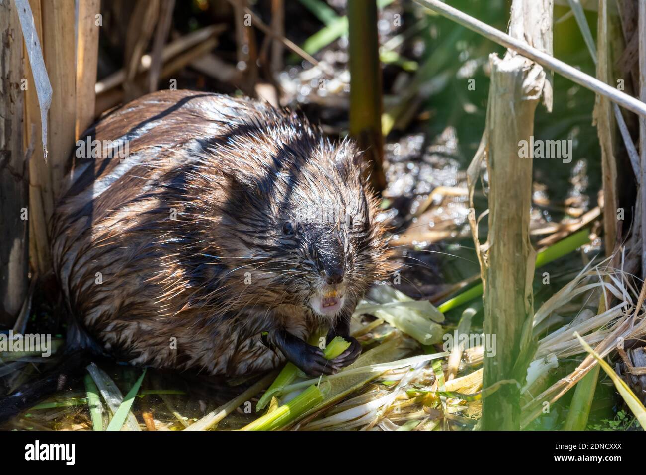 Muskrat family hi-res stock photography and images - Alamy
