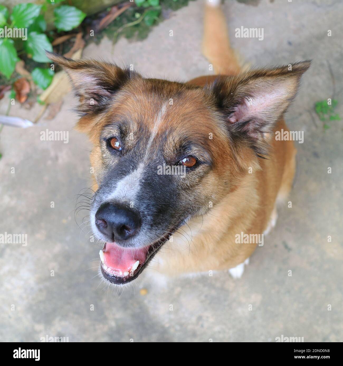 Tail Wagging The Dog High Resolution Stock Photography and Images - Alamy