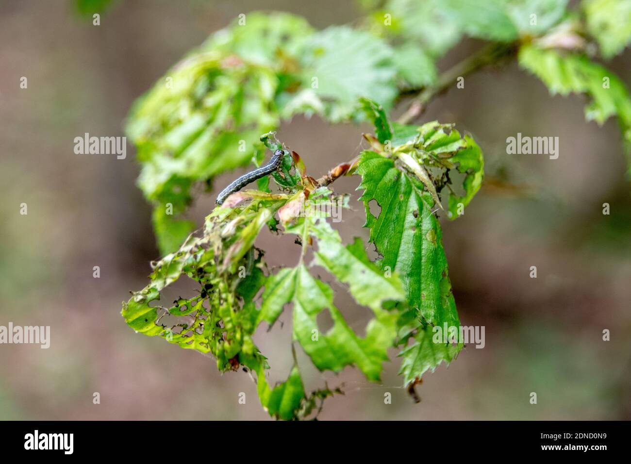 Operophtera brumata caterpillar hi-res stock photography and images - Alamy