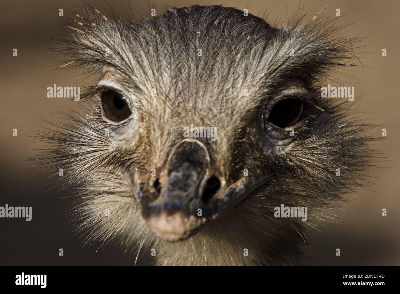 Emu portrait open mouth hi-res stock photography and images - Alamy