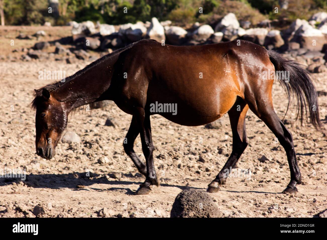 Wlid animals hi-res stock photography and images - Alamy