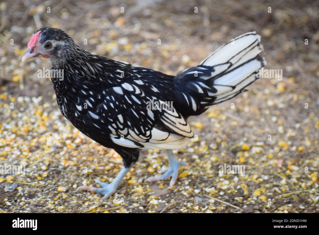 Silver sebright chicken hi-res stock photography and images - Alamy