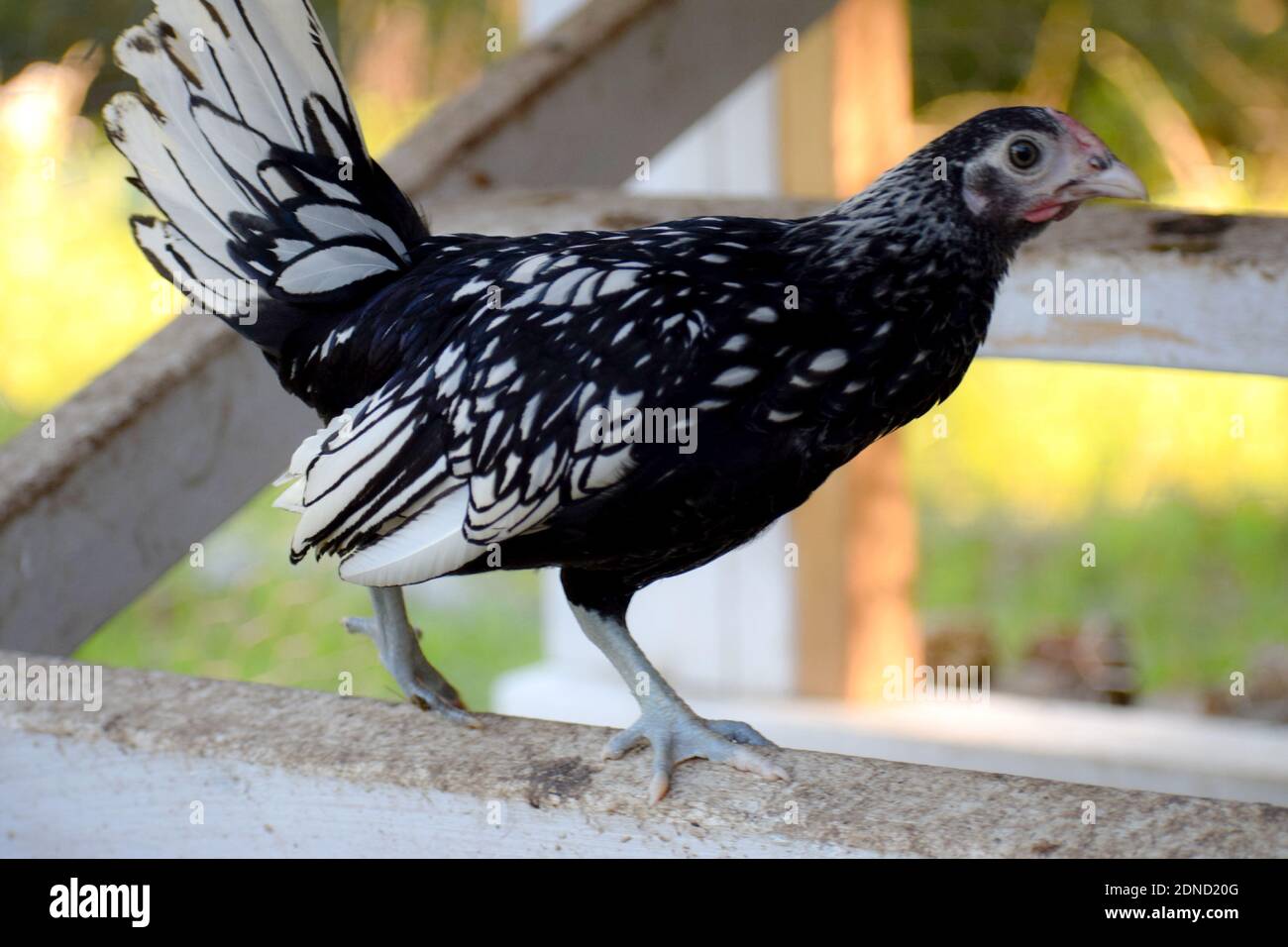 Silver sebright chicken hi-res stock photography and images - Alamy