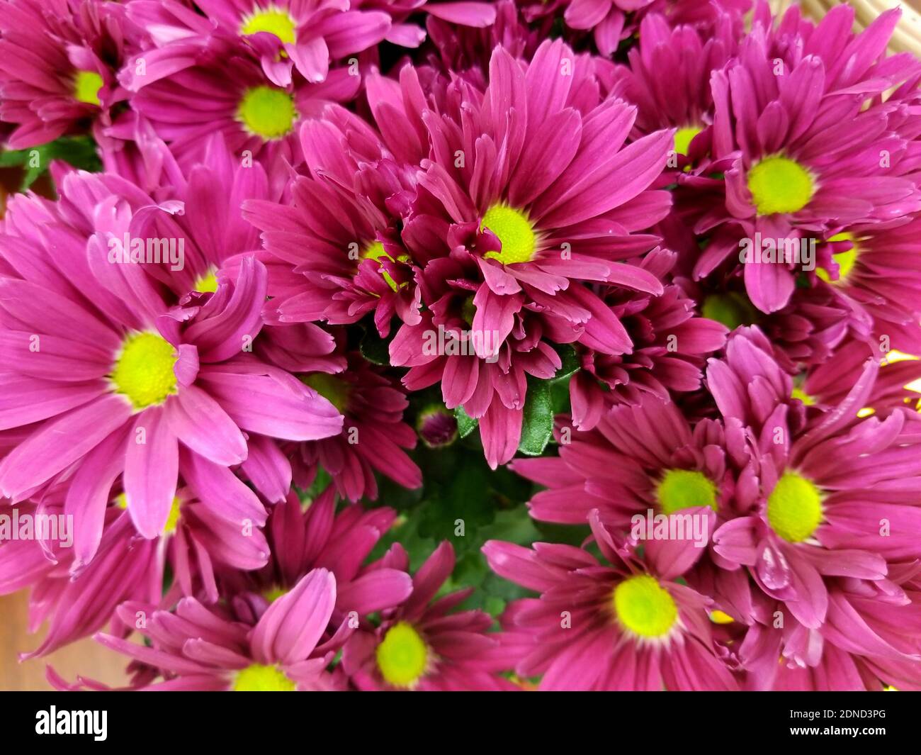 Beautiful purple daisy flowers hi-res stock photography and images - Alamy