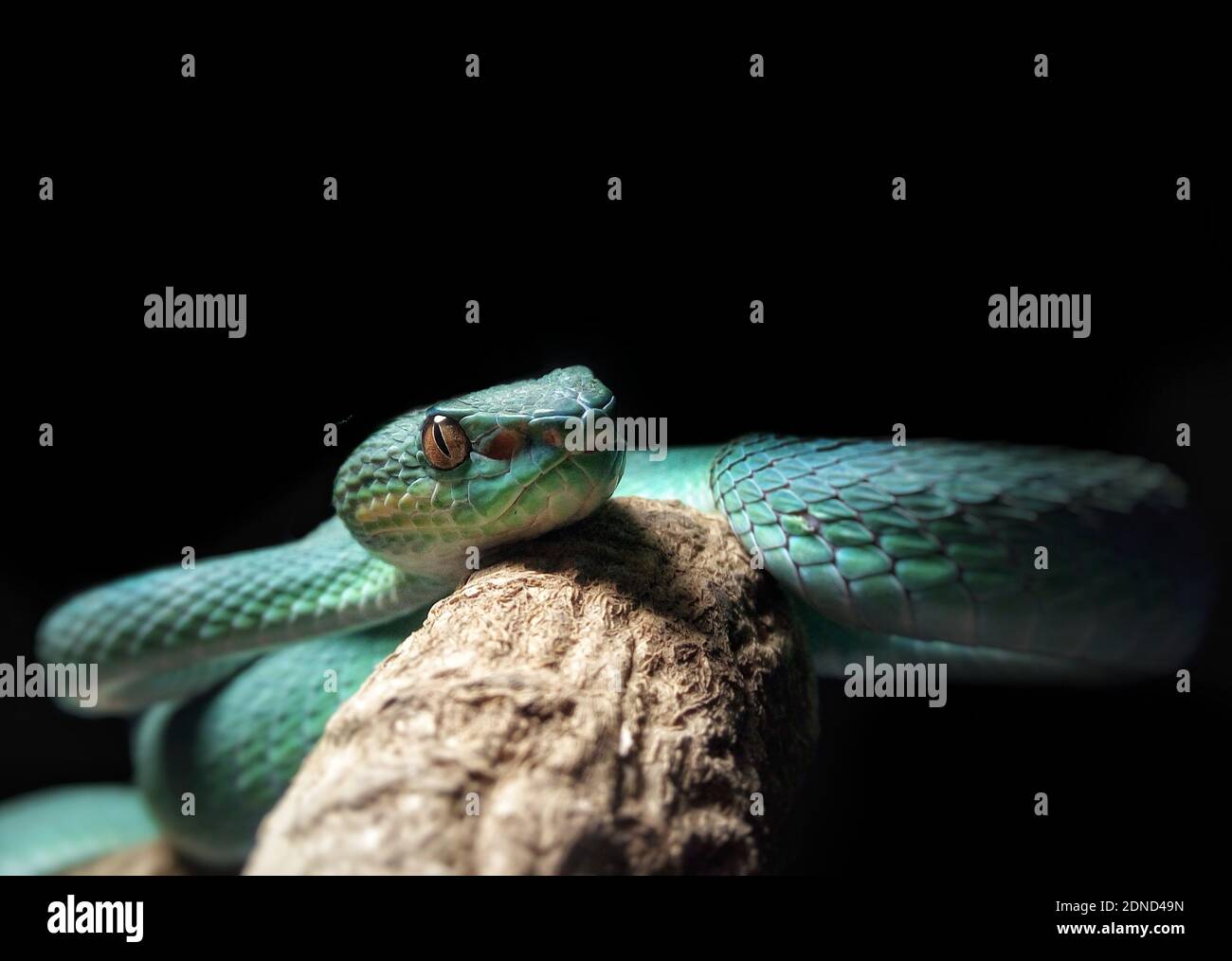 Blue pit snake tongue hi-res stock photography and images - Alamy